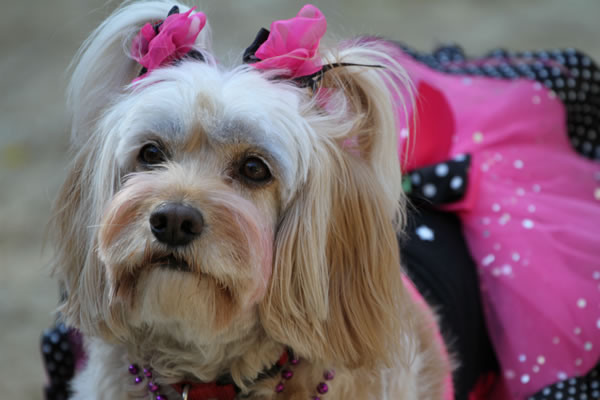 Betsey The Super Dog - Tompkins Square Park Parade - Pet Pics Daily