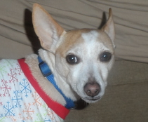 Pet Pic Of The Day - Rudy - Pet Pics Daily