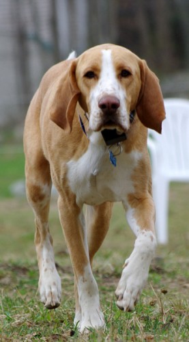 Pet Pic Of The Day - Borgie - Pet Pics Daily