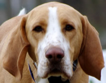 Pet Pic Of The Day - Borgie - Pet Pics Daily