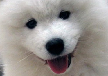 Pet Pic Of The Day - Oscar - Pet Pics Daily