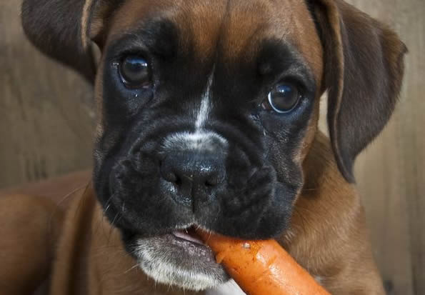 Pet Pic Of The Day - Brutus - Pet Pics Daily