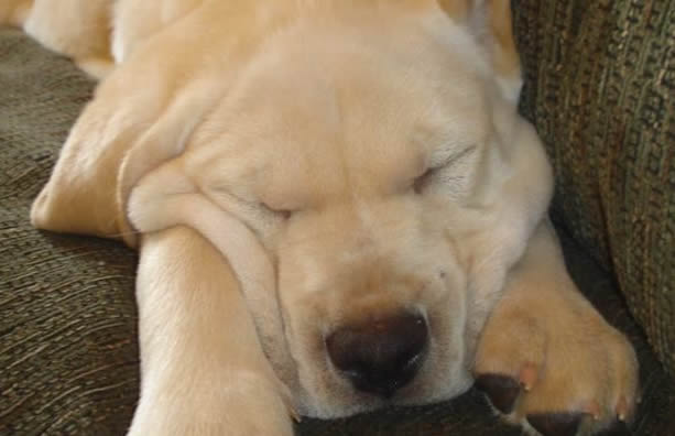 Pet Pic Of The Day - Liam Hemsworth - Pet Pics Daily