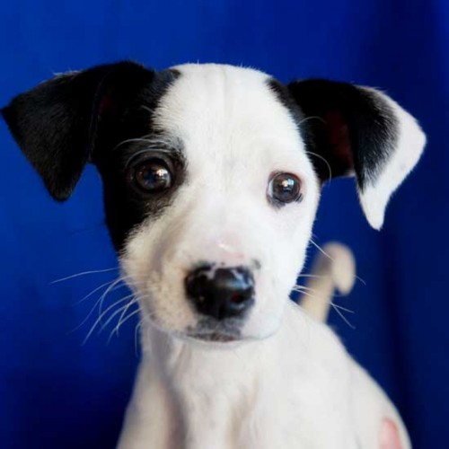 Pet Pic Of The Day - Donovan - Pet Pics Daily