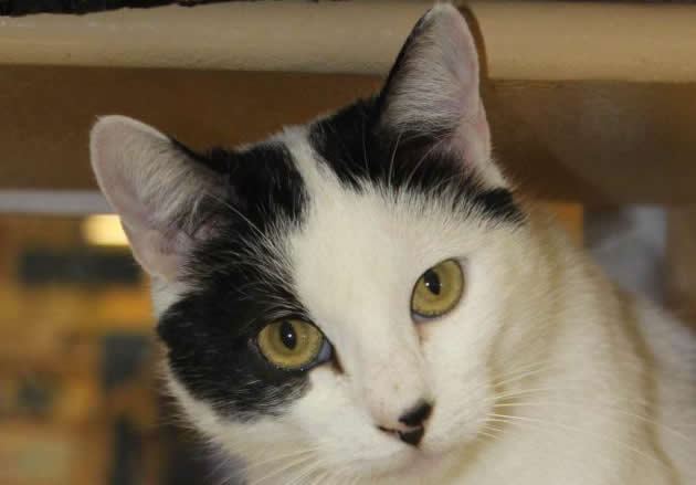 Pet Pic Of The Day - Sweetie - Pet Pics Daily