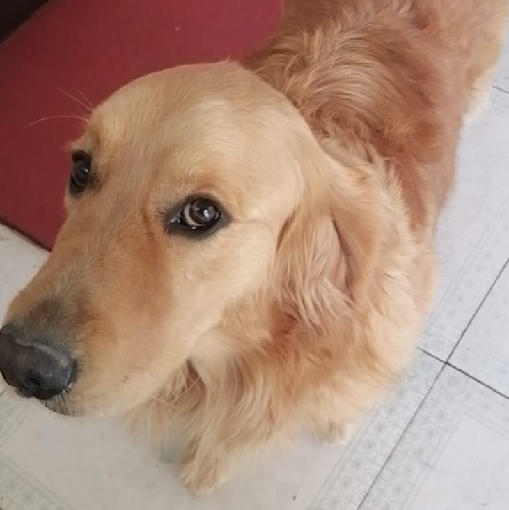 Pet Pic Of The Day - Huck - Pet Pics Daily